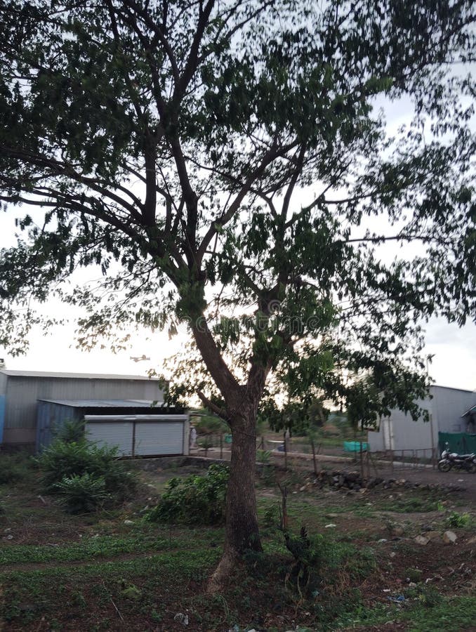 It is a Herb of Par Jati Tree from Which Many Herbs are Made by Hakim ...