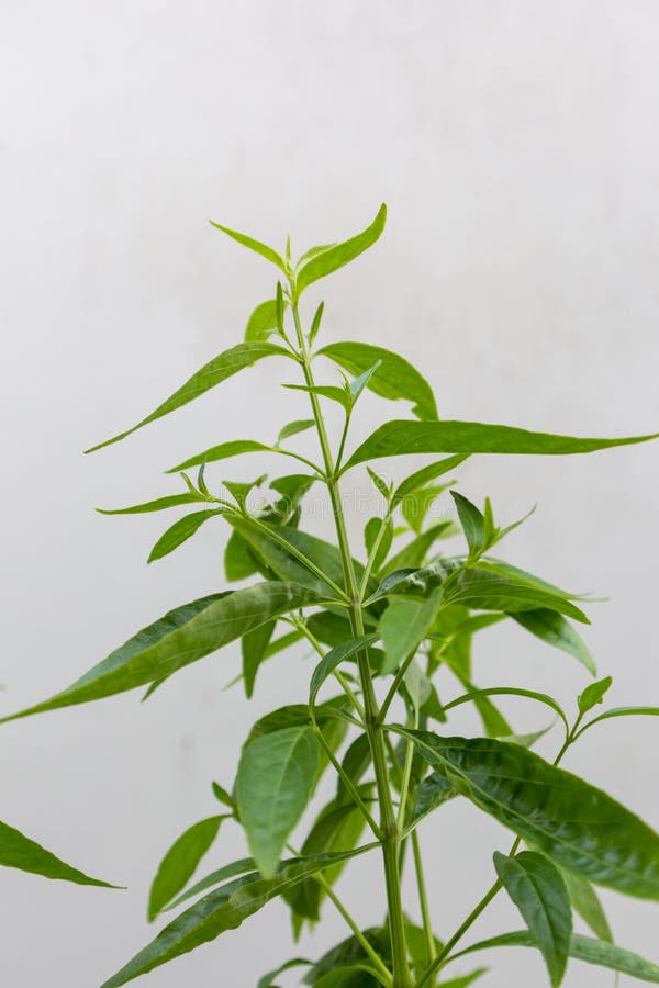 Herb Plant, Andrographis Paniculata Plant Organic Farm Stock Image ...