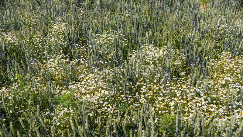 Flower-rich Field Edges Increase Biodiversity, Which Benefits the Yield ...
