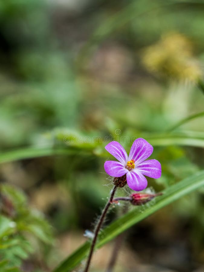 Herb-Robert Flower with Blurred Background Grass Stock Image - Image of ...
