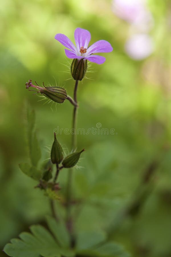 Herb Robert Flower stock image. Image of nature, growing - 31158797