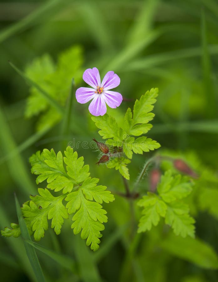 Herb Robert - Geranium Robertianum Stock Image - Image of wild ...