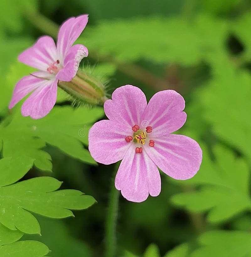 Herb Robert (Geranium Robertianum) Stock Photo - Image of pinafore ...