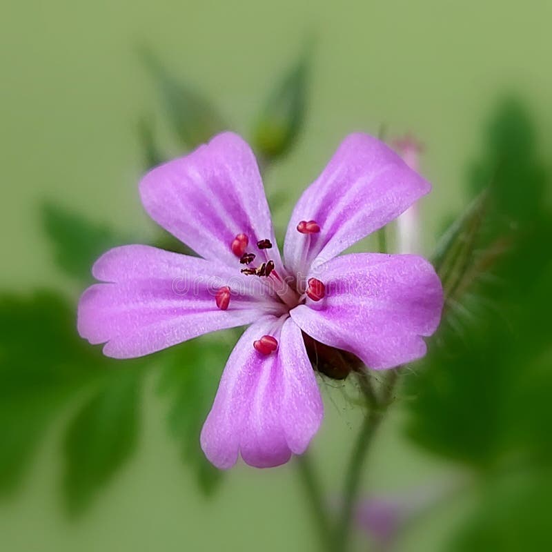 Herb Robert (Geranium Robertianum) Stock Photo - Image of fork, robert: 280292248