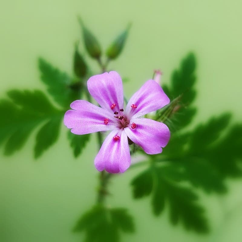 Herb Robert (Geranium Robertianum) Stock Image - Image of flora ...