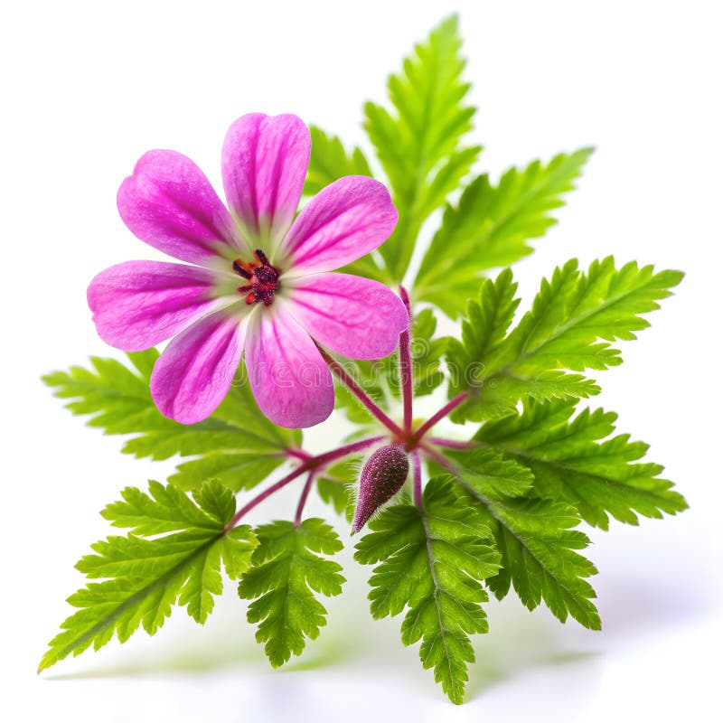 Herb Robert on White Background Stock Illustration - Illustration of ...
