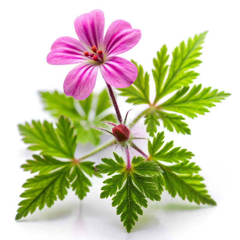 Herb Robert on White Background Stock Illustration - Illustration of ...