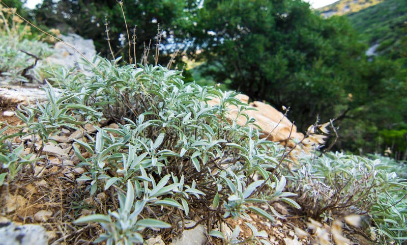 Herb sage stock photo. Image of natural, botany, herb - 76845744