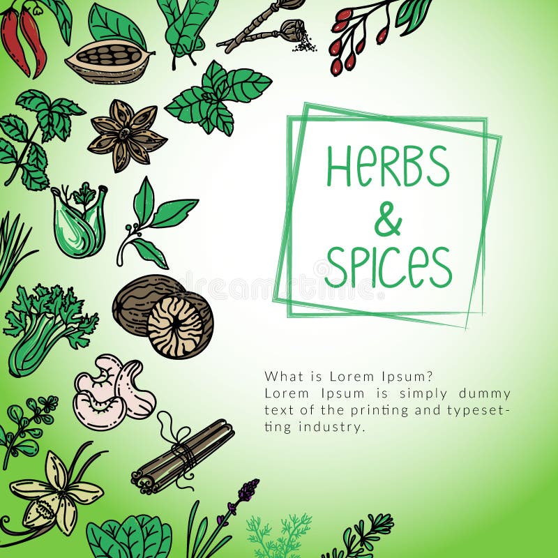 Herb and Spice Package Design Template, Drawn Element in Style. Herbs ...