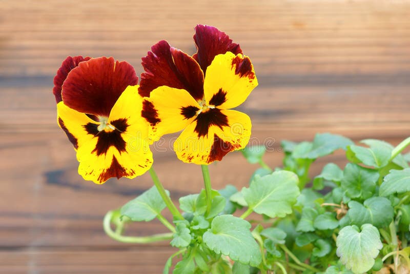 Herb trinity stock photo. Image of flower, bloom, blossom - 50184774