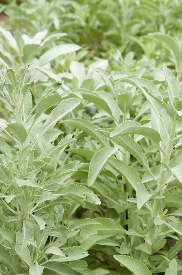 Herb white sage stock photo. Image of stems, plant, sage - 15332458