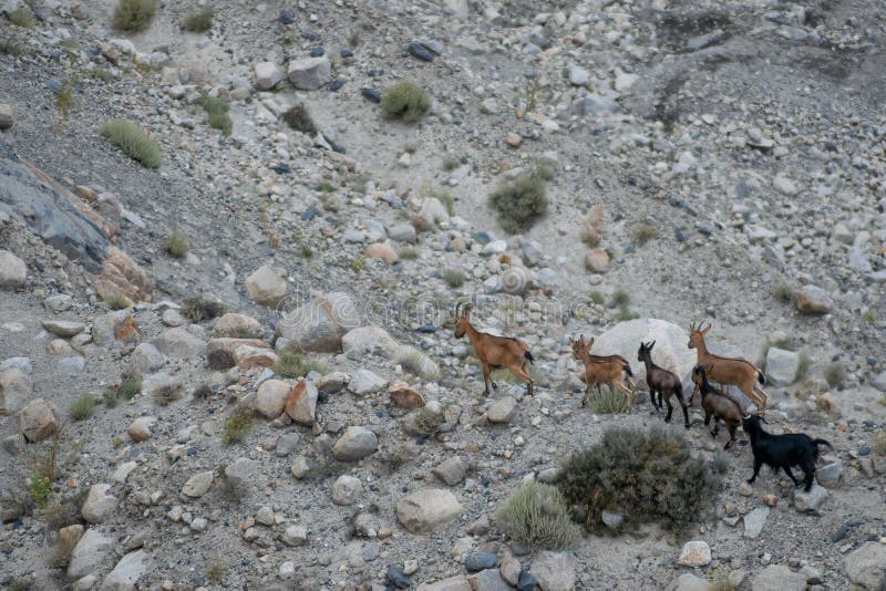 Herb of Wild Goats at Passu Glacier, Pakistan Stock Photo - Image of ...
