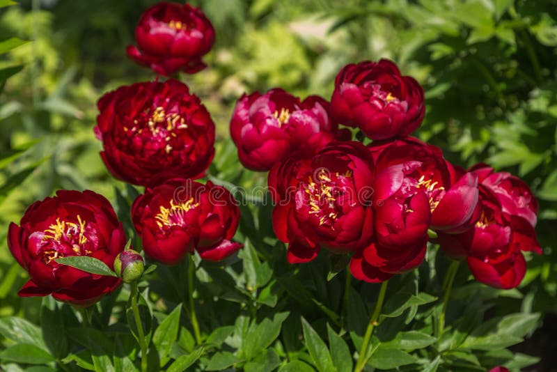 Herbaceous Peonies Buckeye Belle in Flower Stock Photo - Image of ...