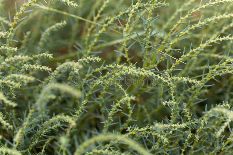 Herbaceous Seepweed Suaeda Maritima Stock Image - Image of ecosystem ...
