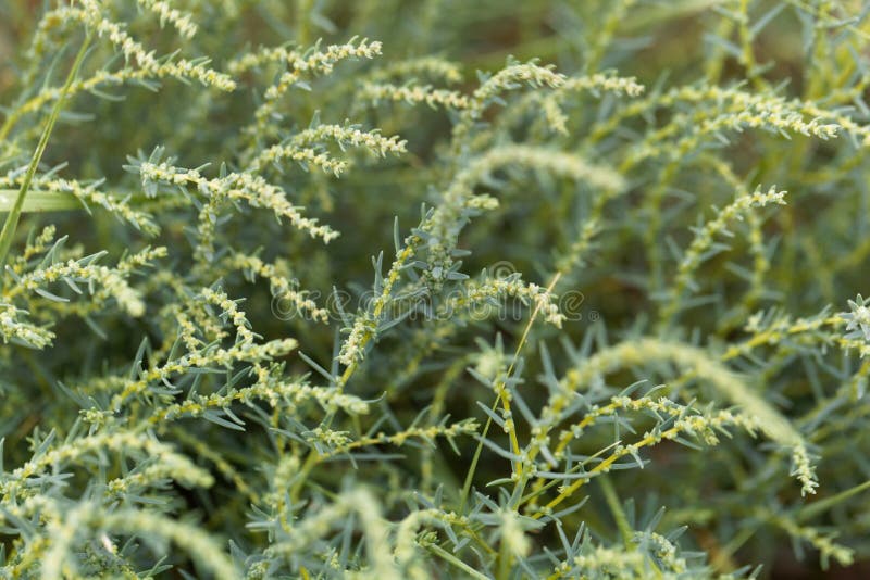 Herbaceous Seepweed Suaeda Maritima Stock Photo - Image of annual, dune ...