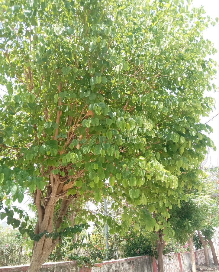 Herbal-Bauhinia-racemosa-or-kachnar-or-bidi-leaf-tree Stock Photo ...
