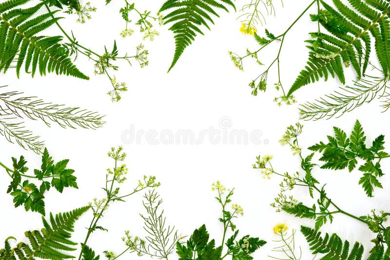 Herbal Botanical Background Stock Photo - Image of botany, decorative ...