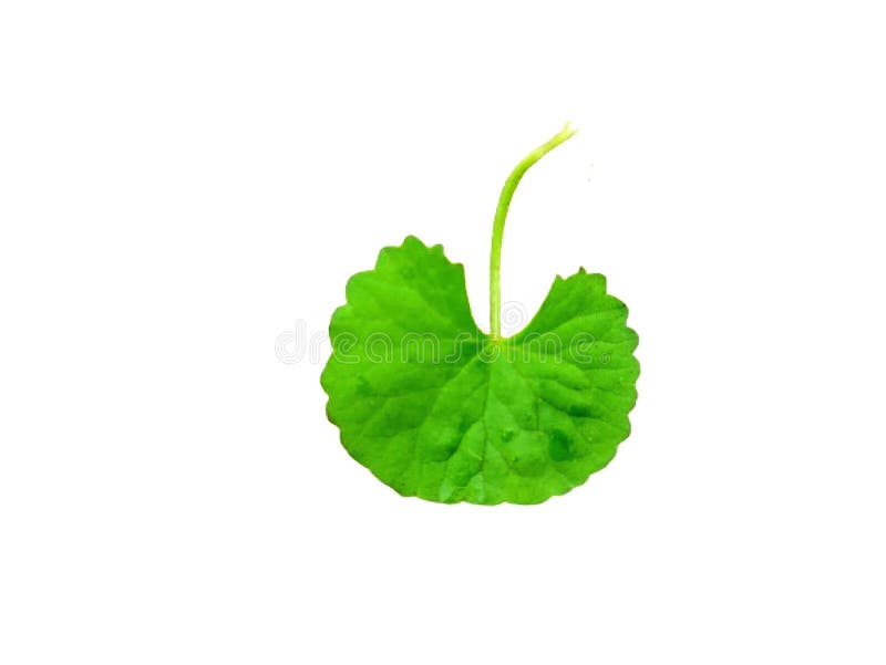Medicinal Thankuni Leaves Over White Background. Stock Image - Image of ...