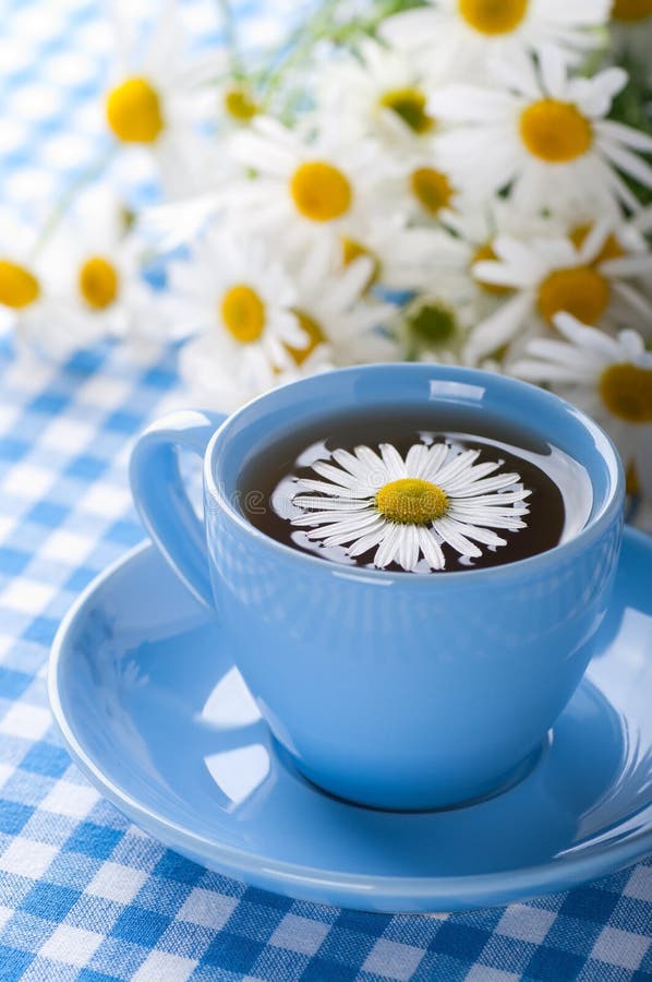 Herbal chamomile tea stock image. Image of white, daisies - 27199019
