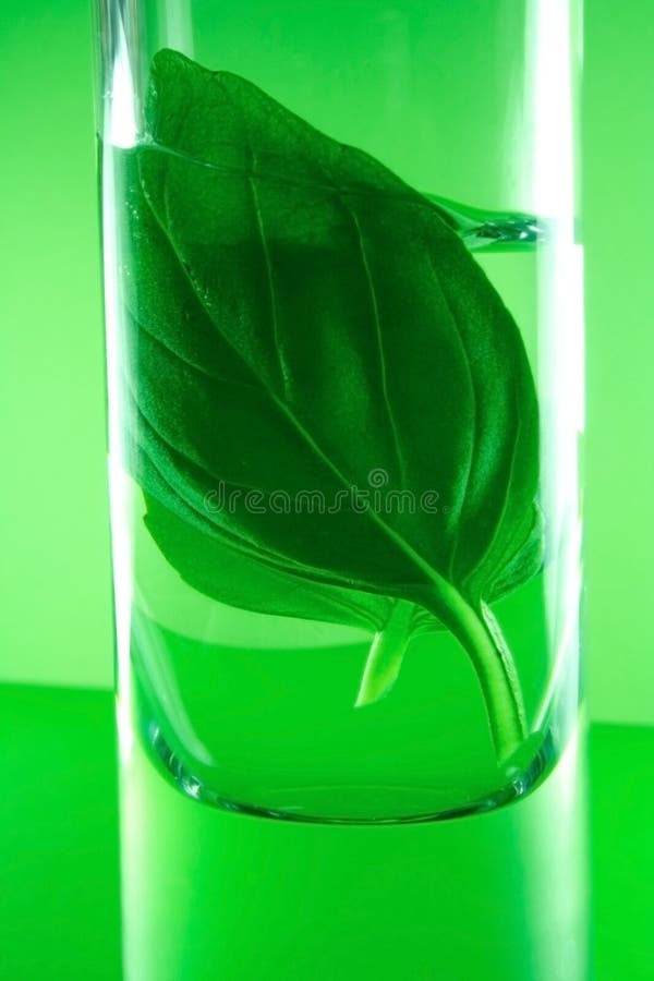 Herbal essences stock photo. Image of natural, background - 1341190