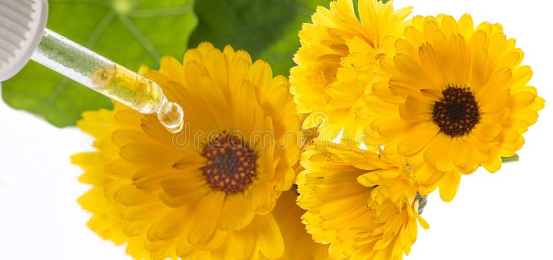 Herbal Extract from Marigold Flower Stock Image - Image of floral ...