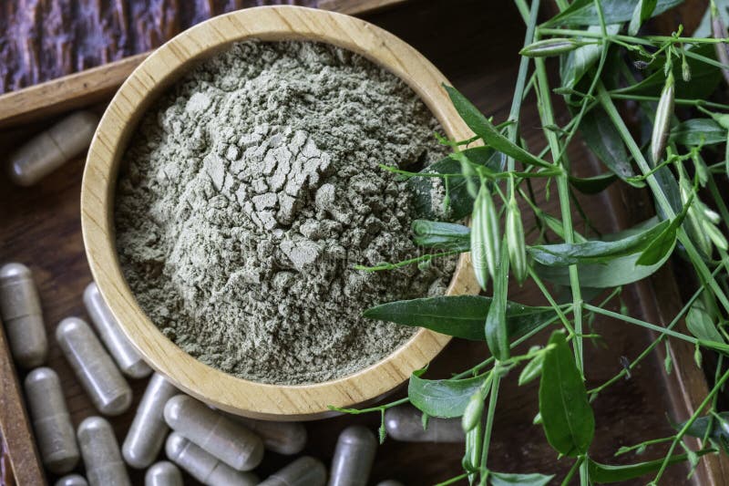 Herbal Extract Powder of Andrographis Paniculata Stock Photo - Image of ...