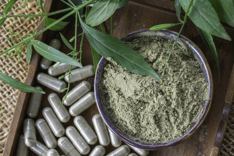 Herbal Extract Powder of Andrographis Paniculata in Ceramic Bowl Stock ...