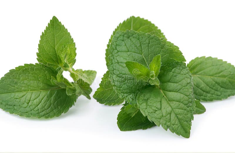 Herbal Fish Mint Leaves , Cut Out on White Background Stock Image ...