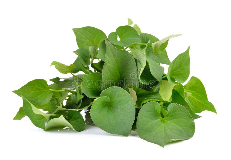 Herbal Fish Mint Leaves Isolated on White Background Stock Image ...