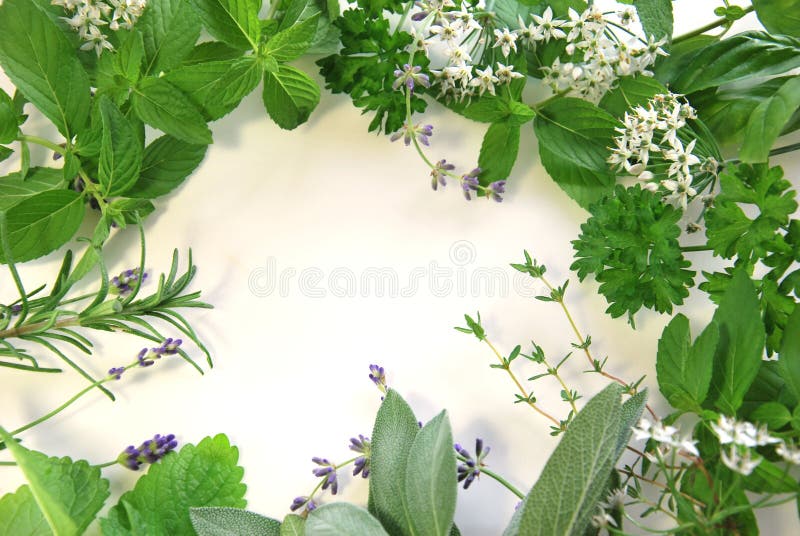 Rosemary Herbal Frame. stock photo. Image of freshness - 34261322