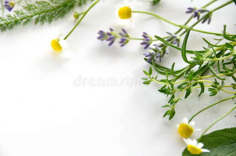 Herbal Background with Summer or Spring Garden Flowers and Plant ,frame ...