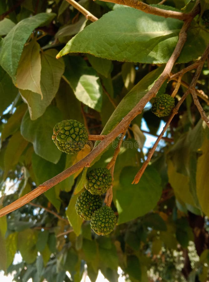 Herbal Fruit and Leaf of Guazuma Ulmifolia or West Indian Elm Stock ...