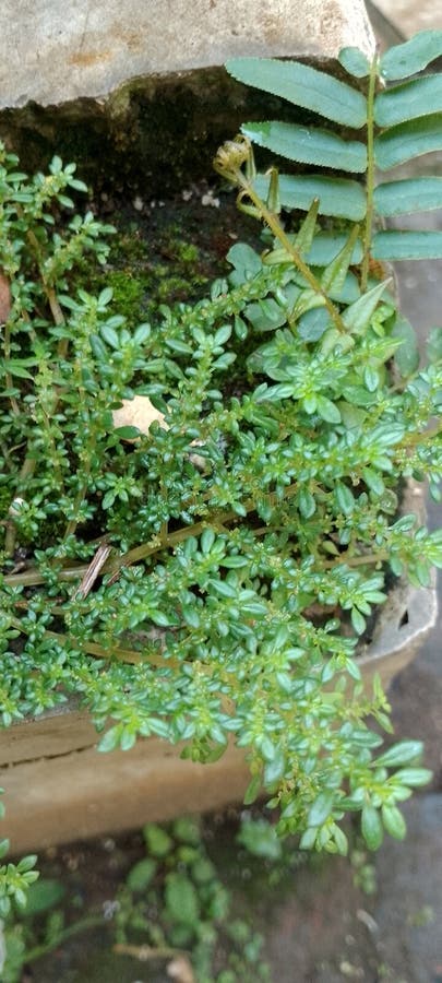 Herbal Grass stock image. Image of food, shrub, garden - 324366903