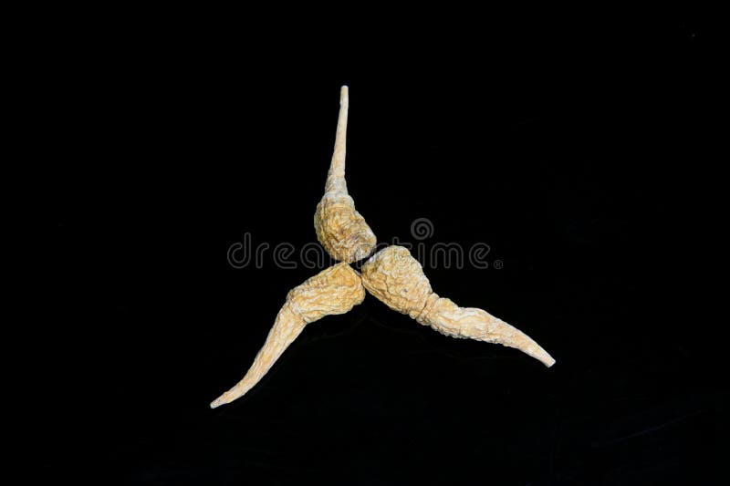 Black Walp Stock Photos - Free & Royalty-Free Stock Photos from Dreamstime