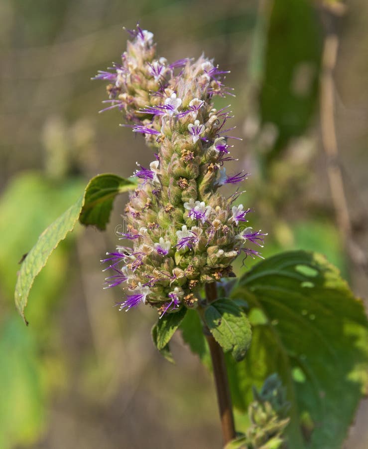 Herbal plant stock image. Image of flowers, purple, bunch - 88557755