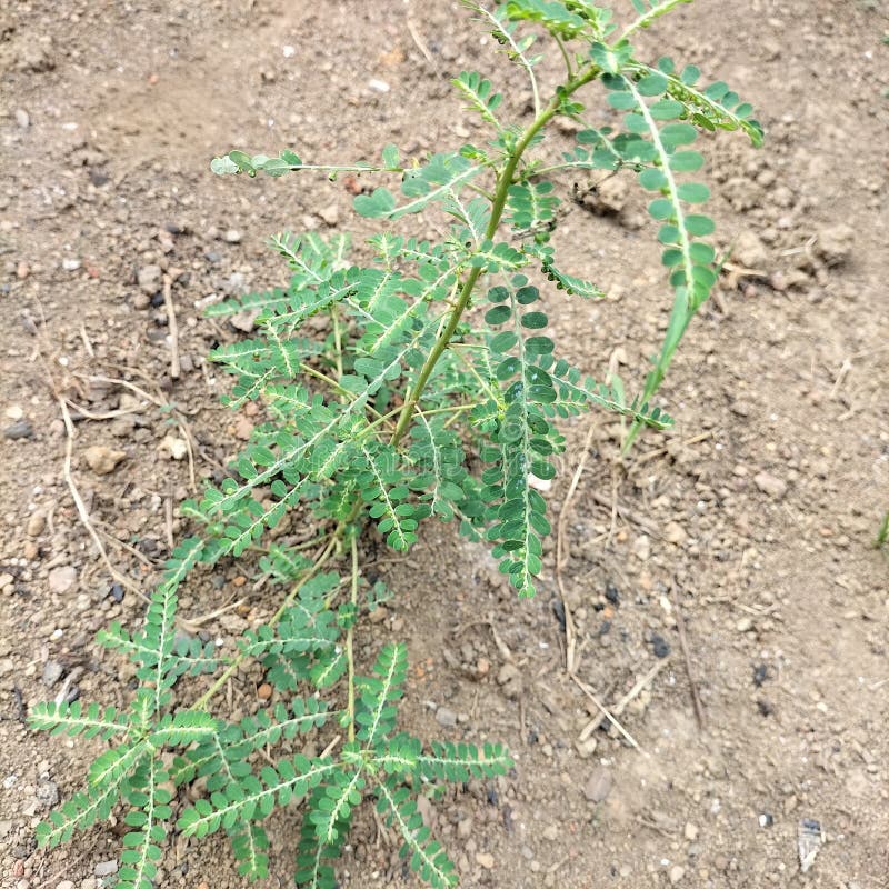 Herbal Plants Green Phyllanthus Niruri Stock Image - Image of ...