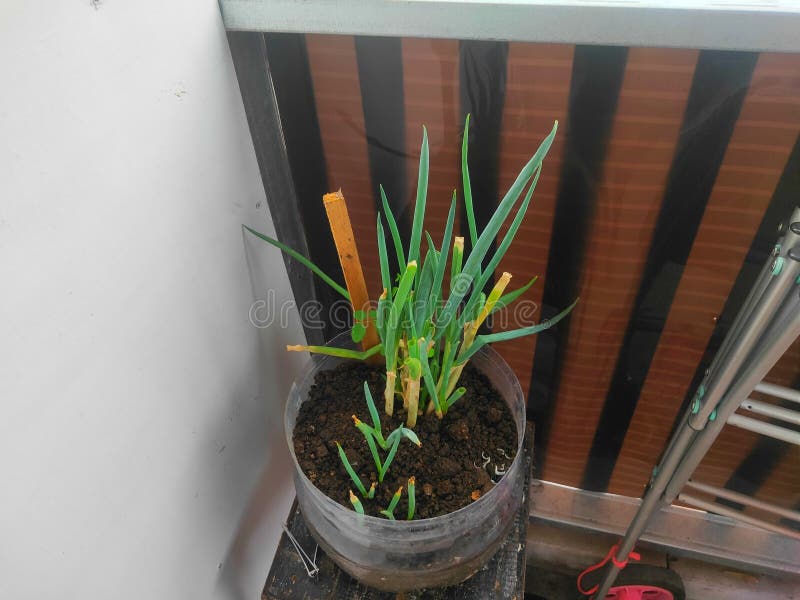 Herbal Plants Originating from Indonesia Stock Image - Image of ...