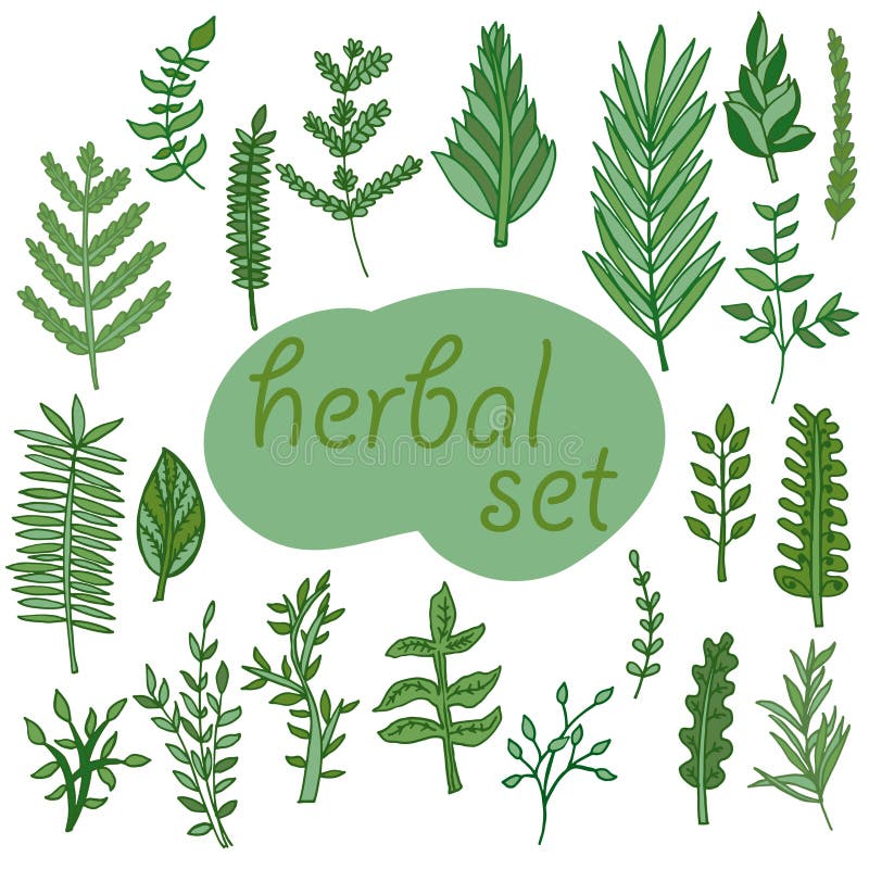 Herbal Set, Vector Hand Drawn Illustration Stock Vector - Illustration ... Herbal Set, Vector Hand Drawn Illustration Stock Vector - Illustration ...