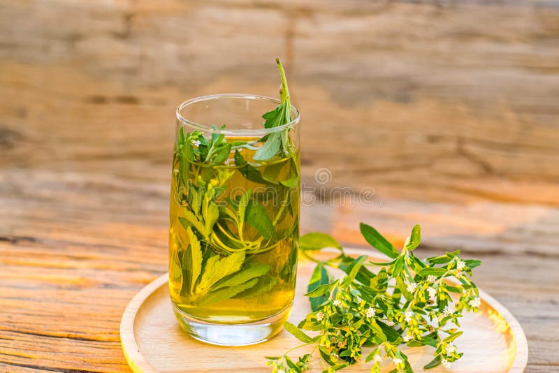 Herbal Stevia Tea Stock Image Image Of Calorie Closeup 184020471