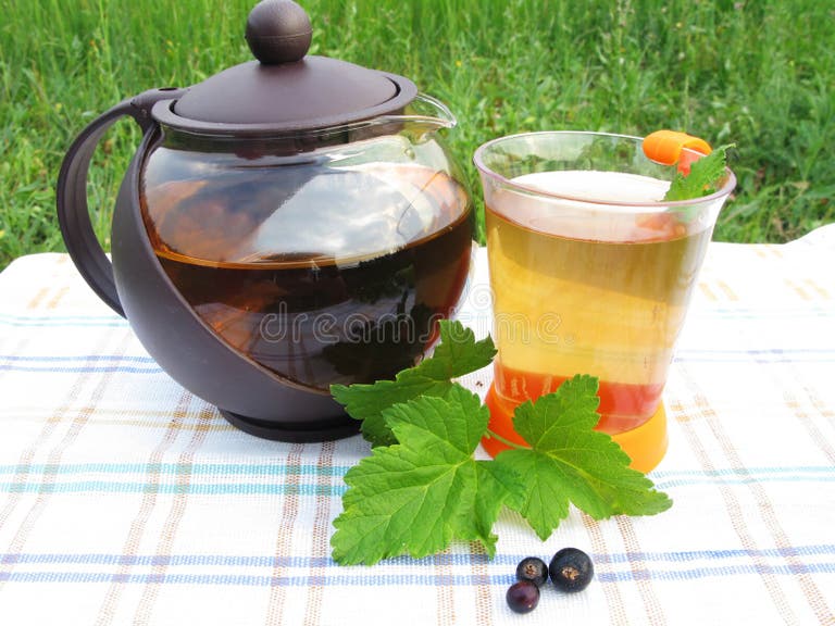 Herbal Tea with Fresh Currant Stock Image - Image of mint, green: 23537079
