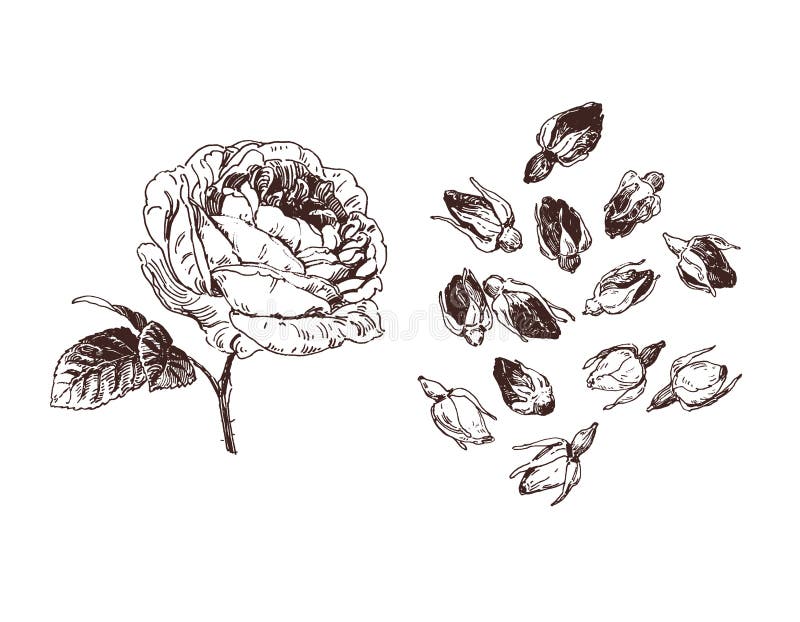 Herbal Tea Illustration. Tea Rose Buds Vintage Drawing Stock Vector ...