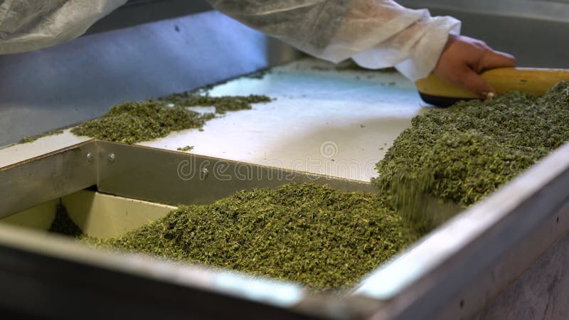 Manual Working Inside a Green Tea Factory. Tea Sifting Process. Stock ...