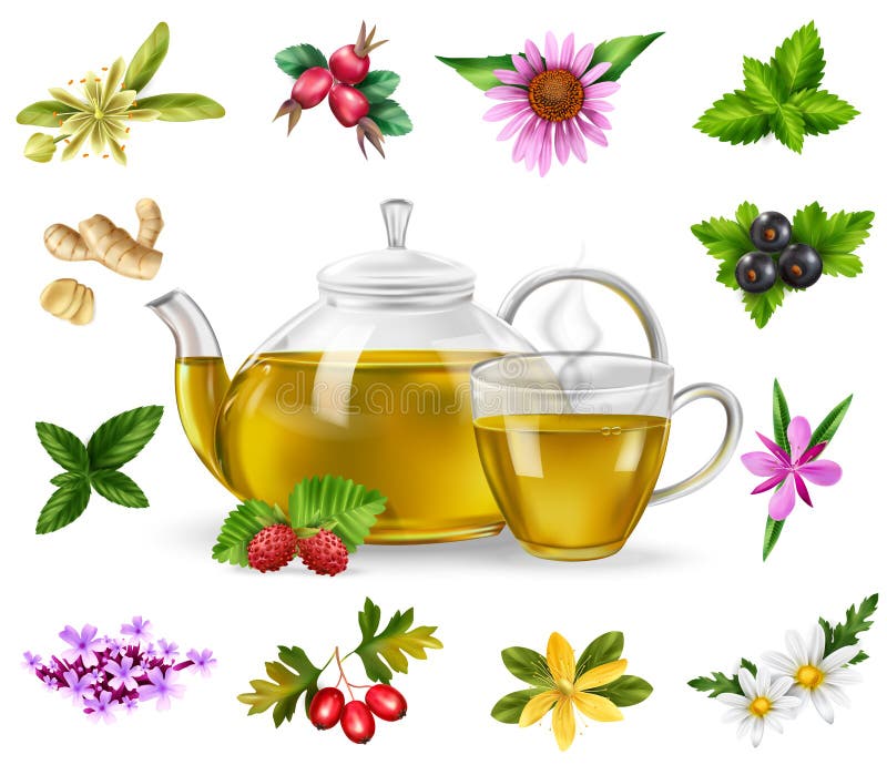 Herbal Tea Set stock vector. Illustration of cinnamon - 197029979