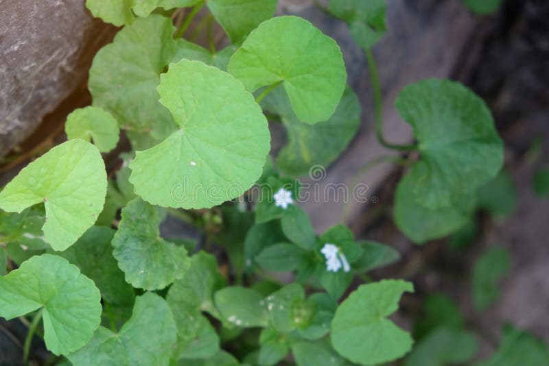 Thankuni Leaves ,Centella Asiatica,gotu Kola Stock Photo - Image of ...