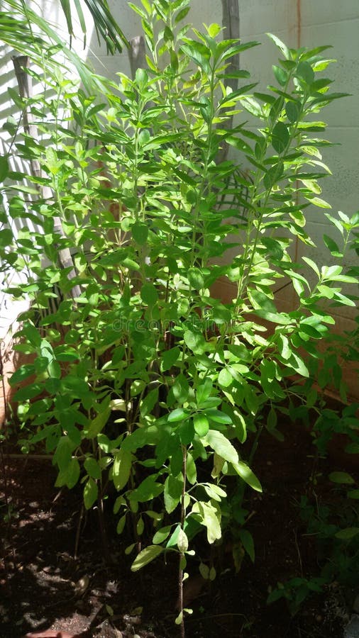 Herbal Tree stock image. Image of herbal, gree, basil - 97874025