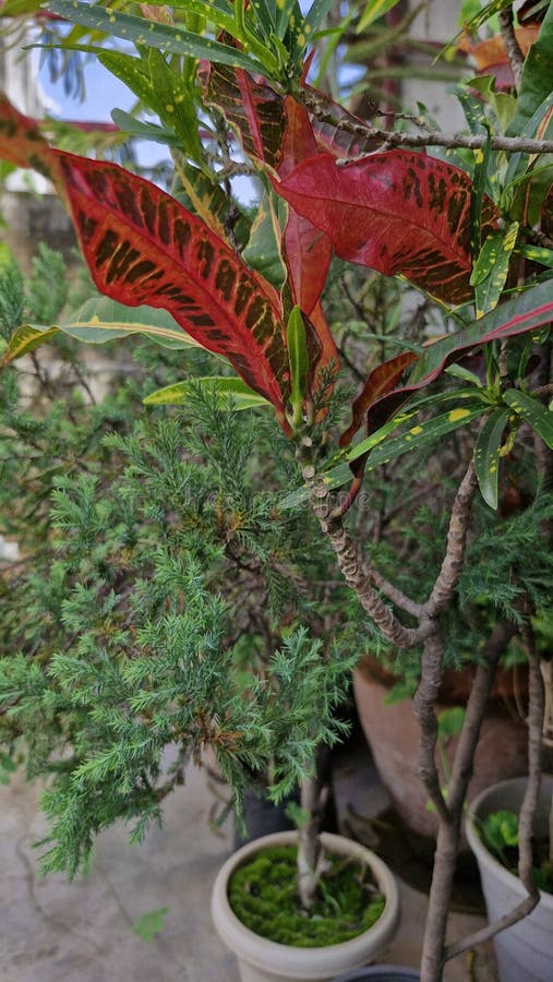 HERBALISM Codiaeum Variegatum Oak Leaf Plant. Stock Photo - Image of ...