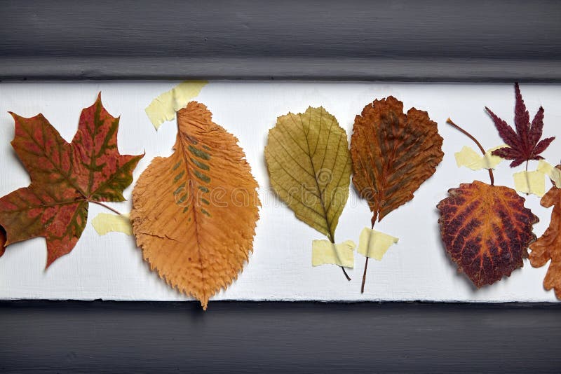 A Herbarium of Assorted Fall Leaves on a Gray Concrete Wall Stock Image ...