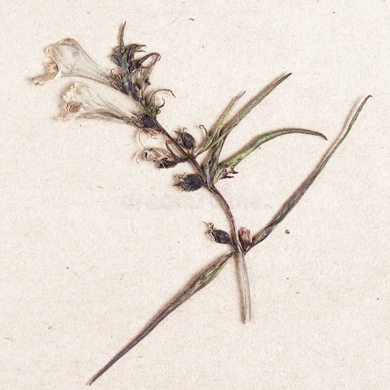 Herbarium collection stock image. Image of botany, creative - 208848935