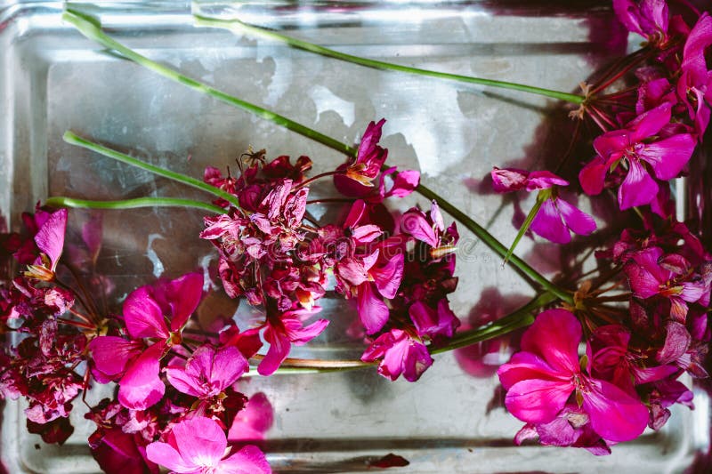 Herbarium Dried Flowers of Geranium Pelargonium Stock Photo - Image of ...