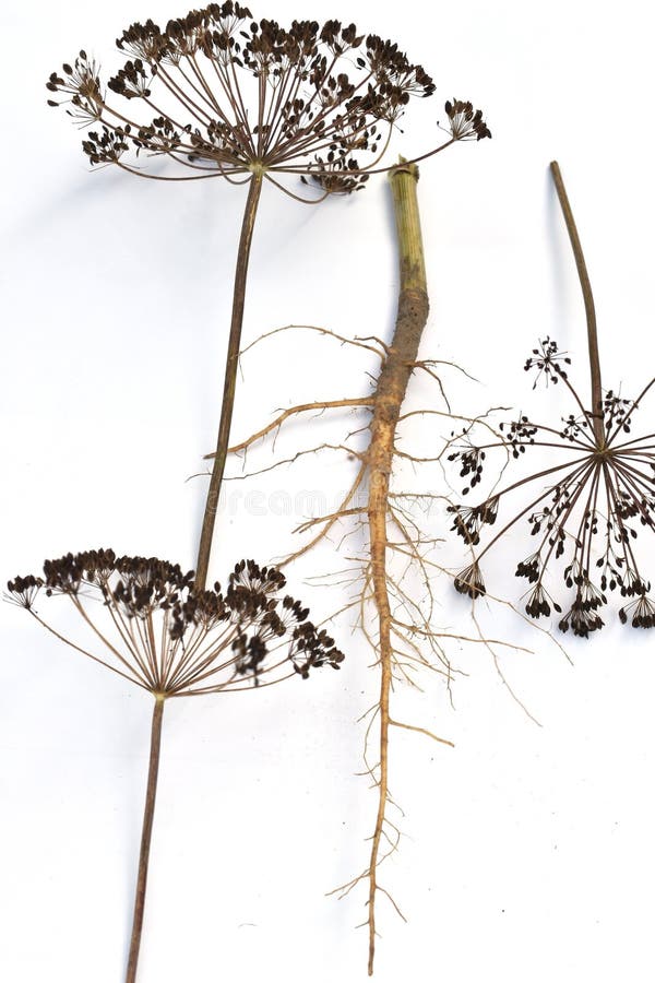 Herbarium. Herb Dill Dry with Seeds on White. Stock Photo - Image of ...